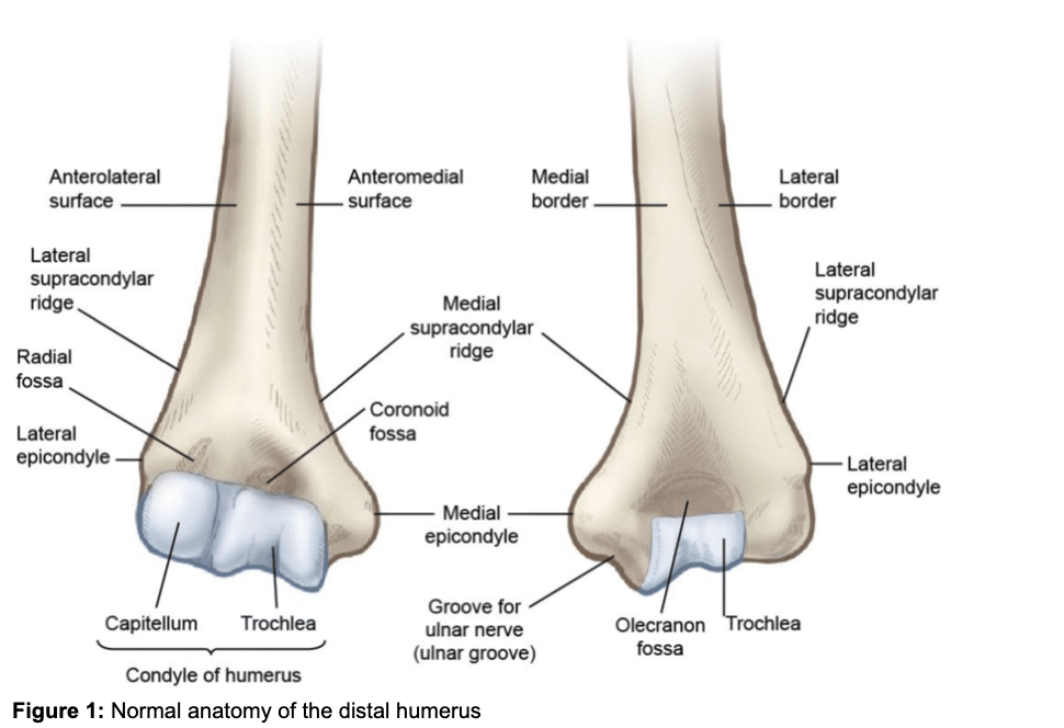 Distal Humerus Fractures Kwak Talk