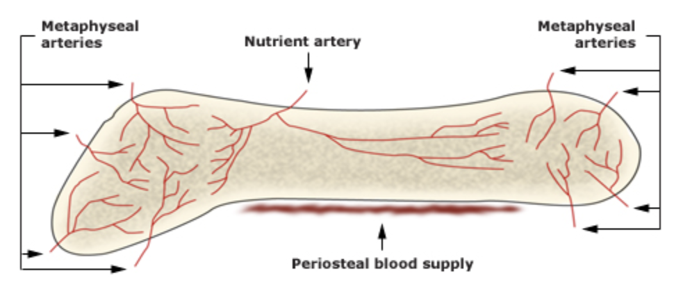 Base of 5th Metatarsal Fractures: Avulsion, Jones, Stress — Kwak Talk