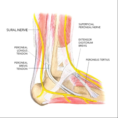 Posterior Tibial Nerve and Sural Nerve Block — Kwak Talk