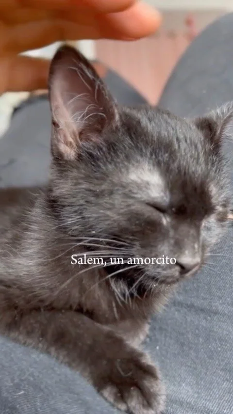 Bienvenido — CATFETÍN