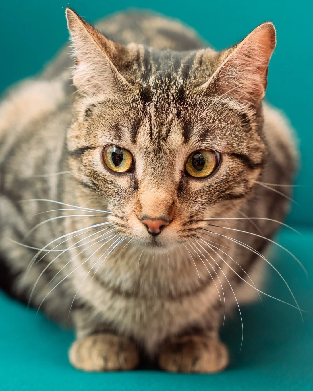 Michis — CATFETÍN