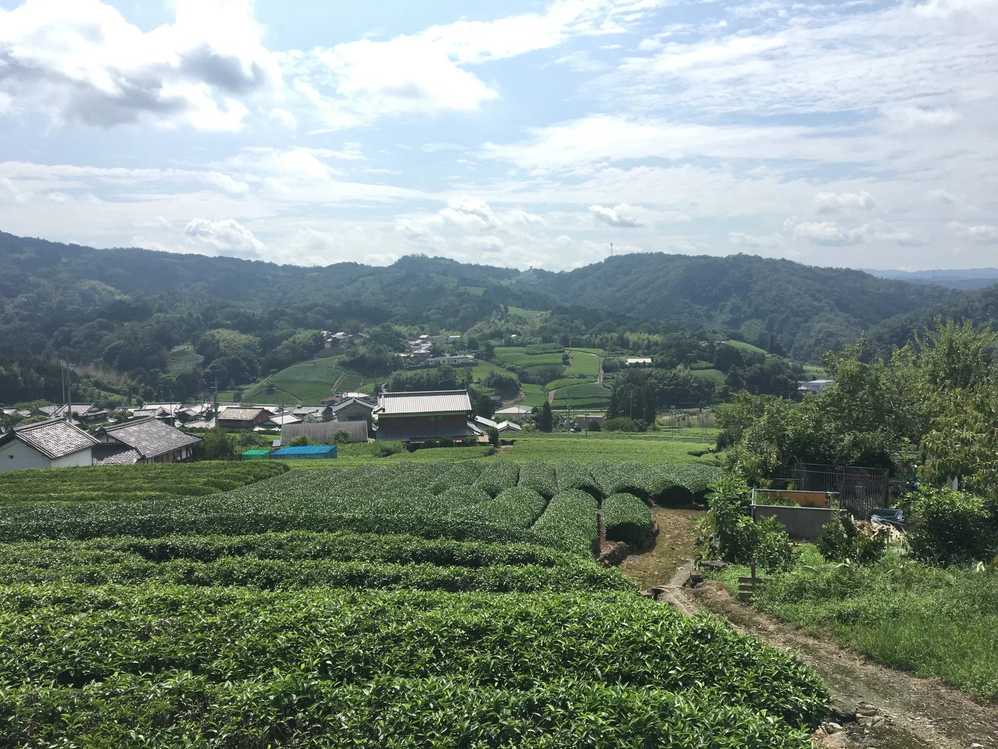 Unique Experiences in Japan: Visit a Japanese Tea Farm