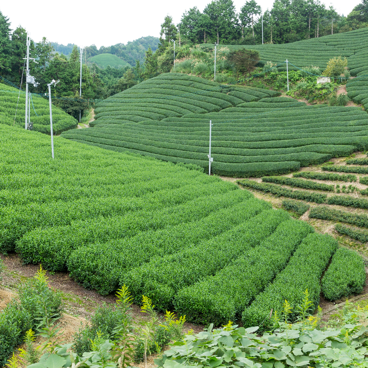 How to Experience the Best of Spring in Japan