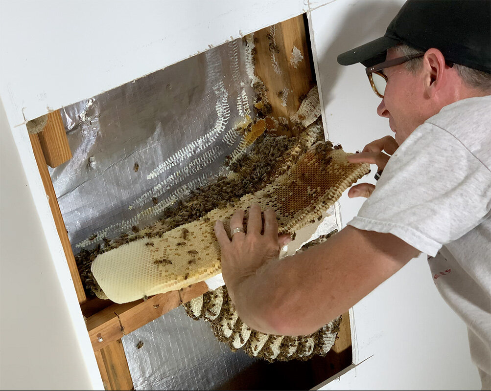 Beekeeping Videos — Hinterland Bees