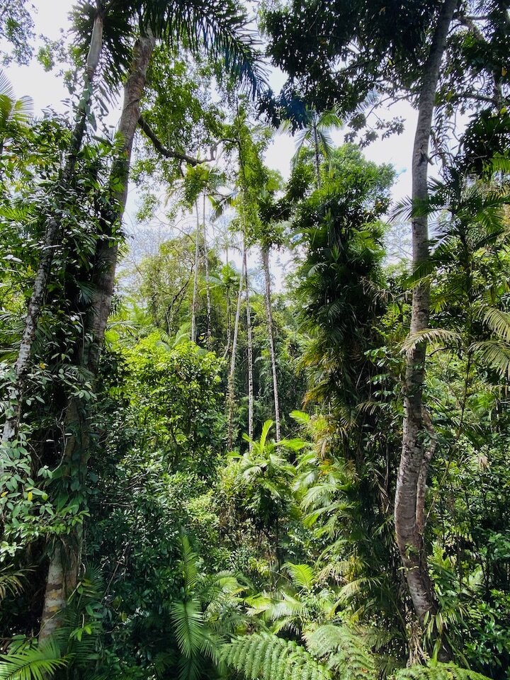Daintree - An Enchanted Rainforest