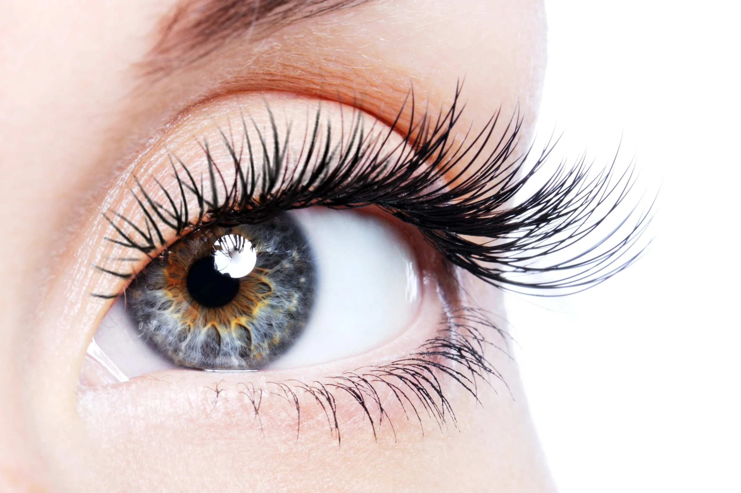 The Lash Factory