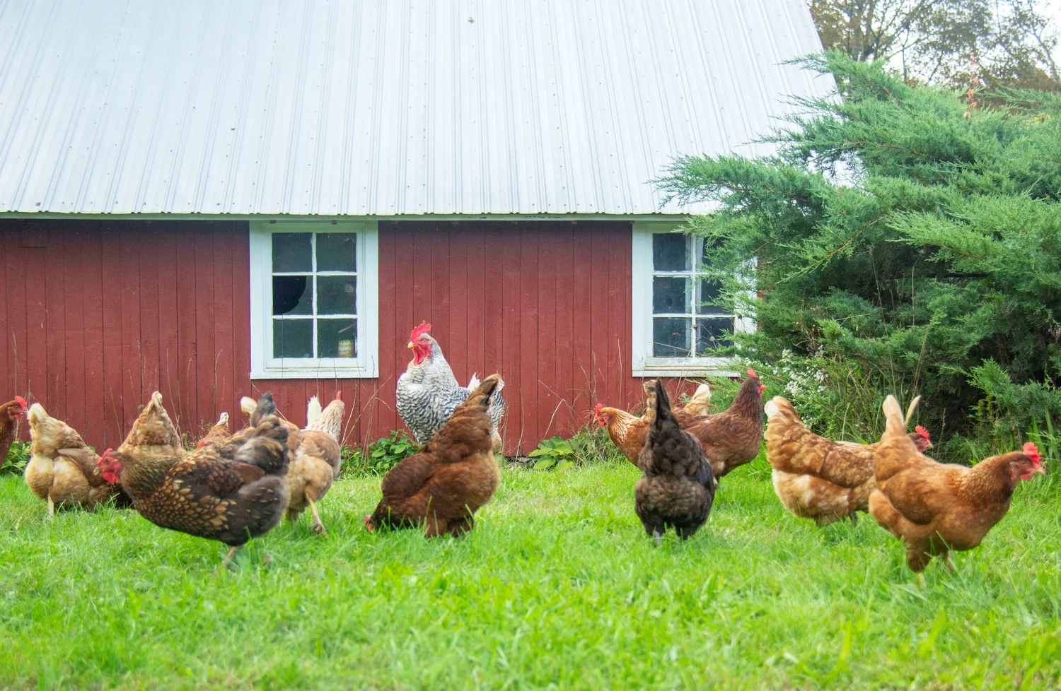Colden Springs Farm