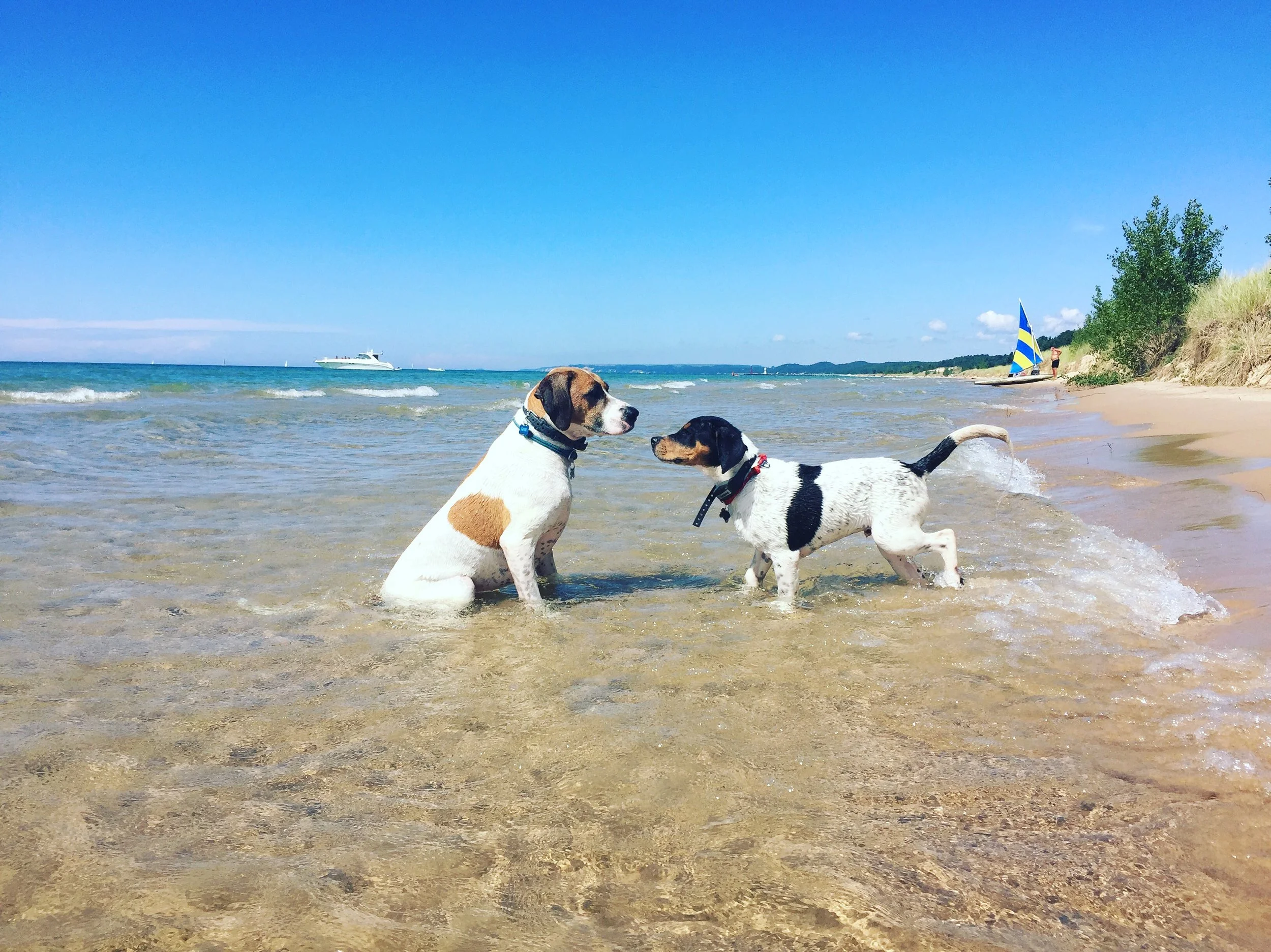 All Dogs Balanced Training