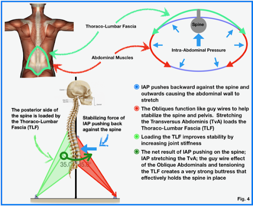 What You Need For Core Stability In A Squat | Chiropractors ...