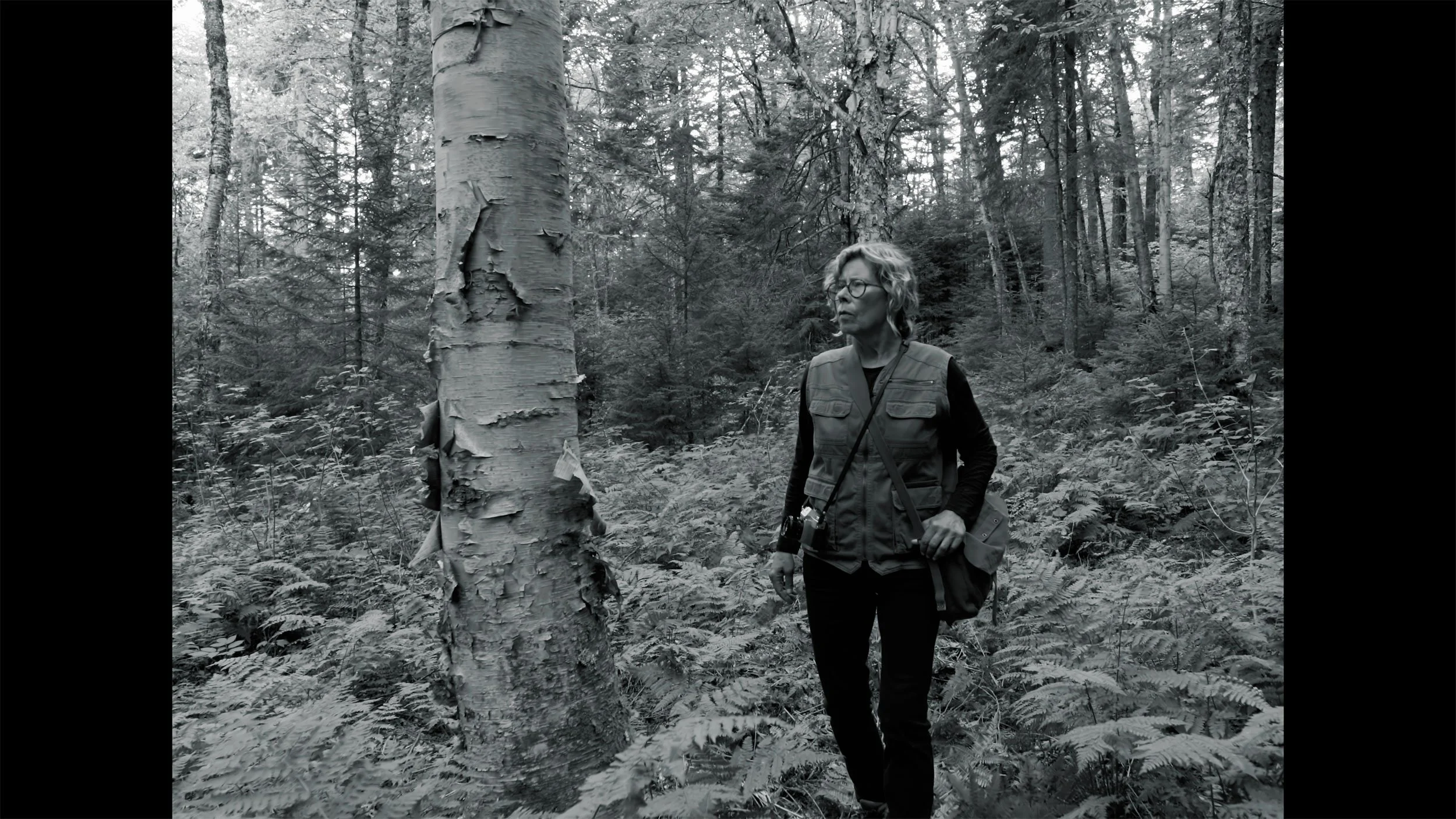 The Lucivee — Janice Wright Cheney