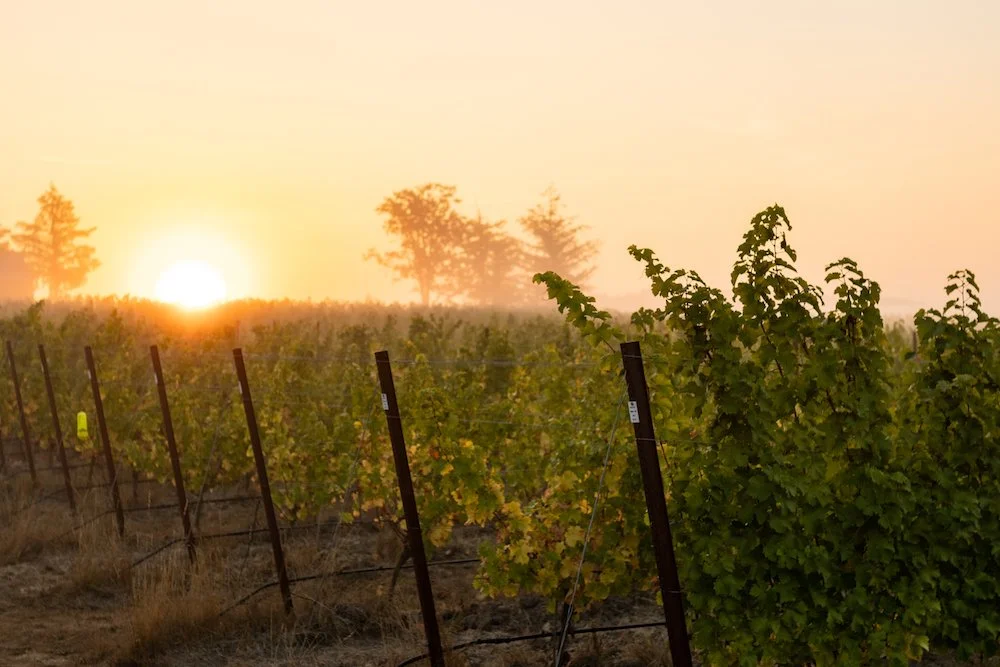 Vineyard — Andante Vineyard