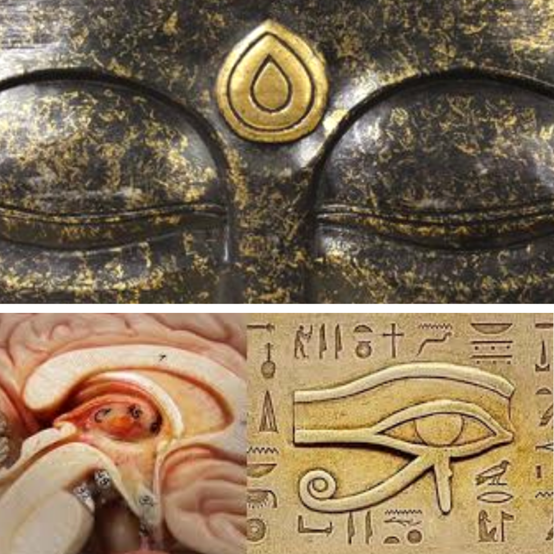 Egyptian Pineal Gland