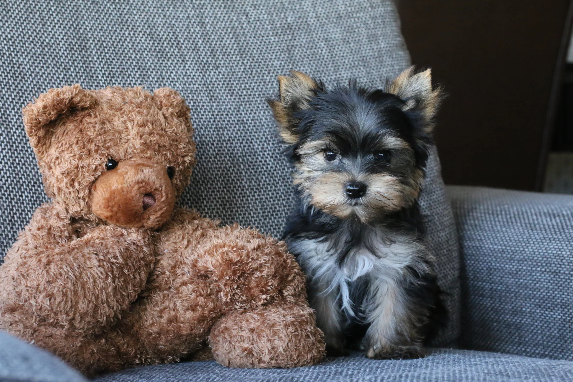About Us | SF Yorkie Puppy Breeder — Steel (fx) Yorkshire Terriers