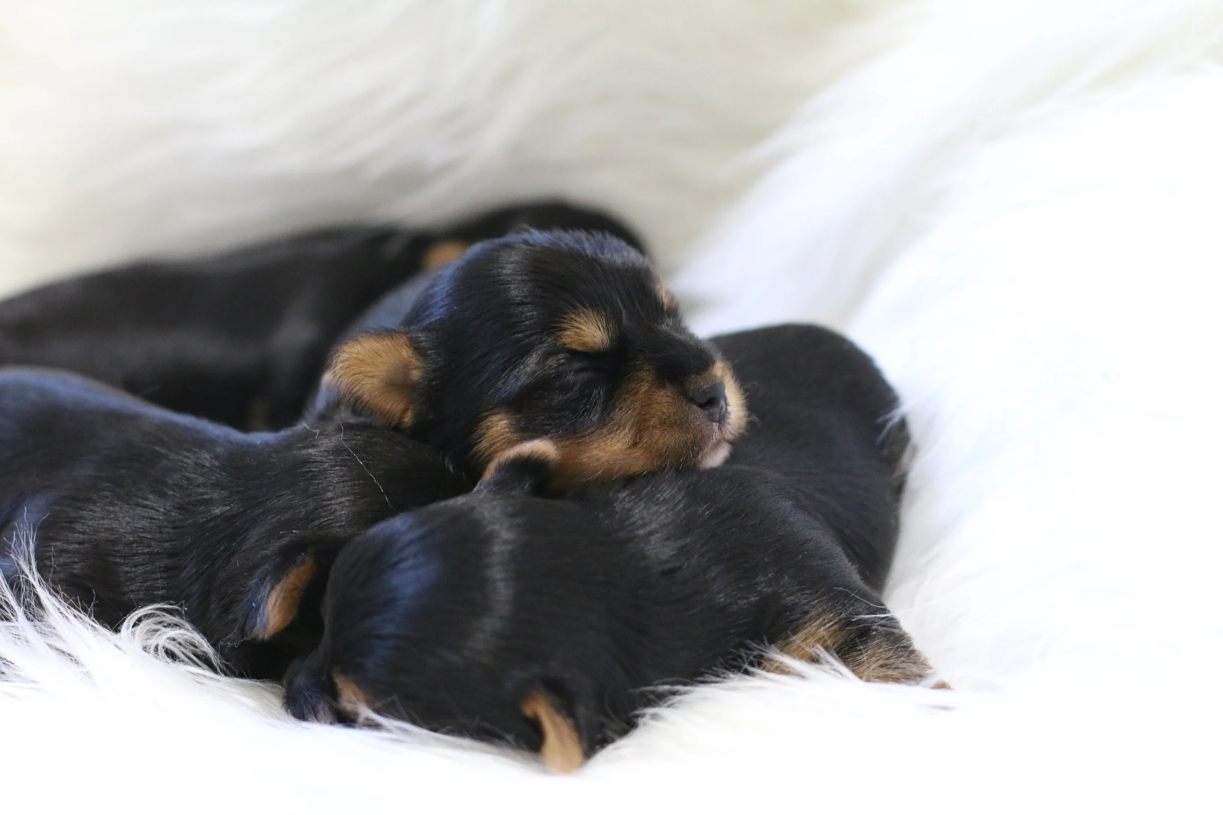 Steel (fx) Yorkshire Terriers