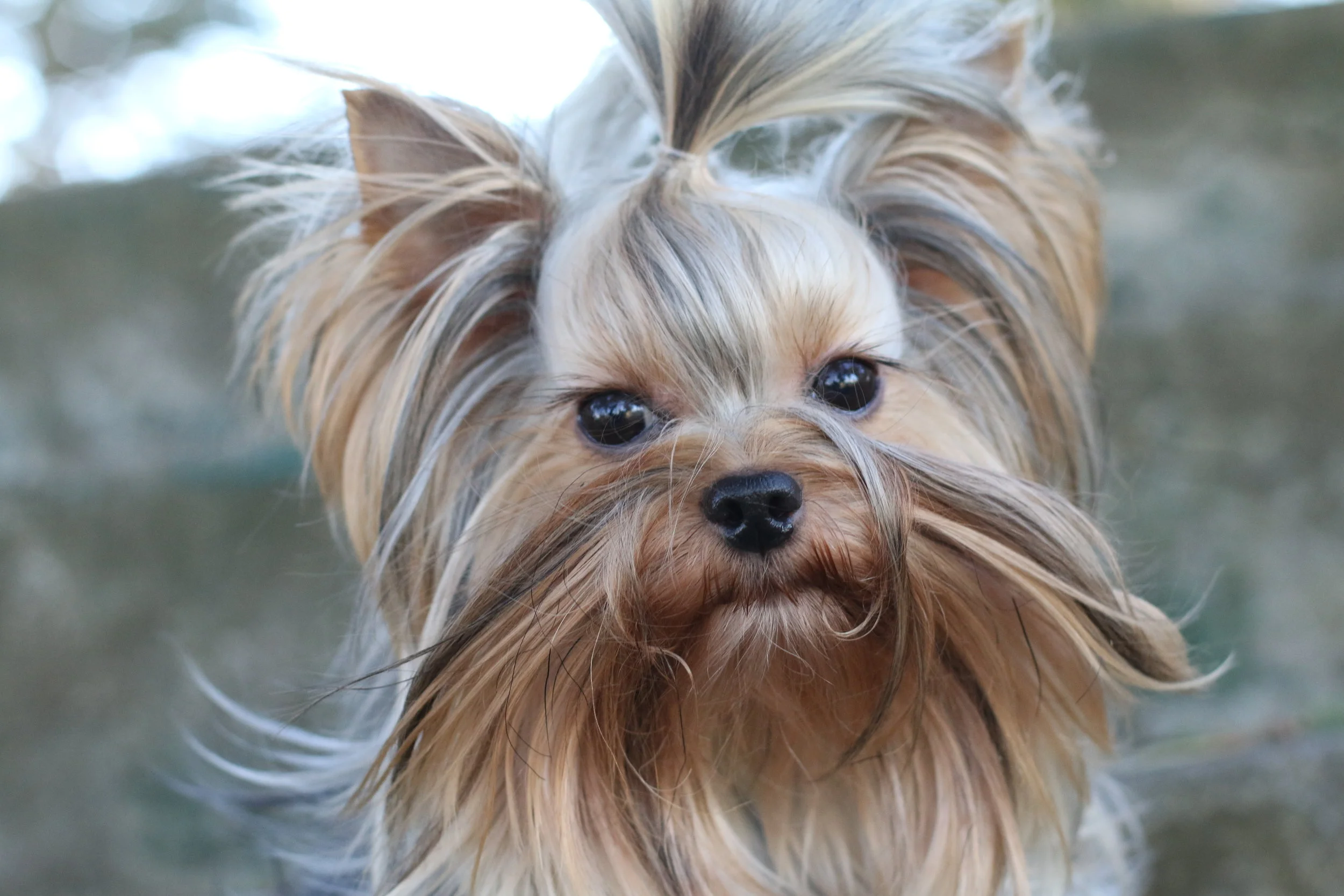 Steel (fx) Yorkshire Terriers