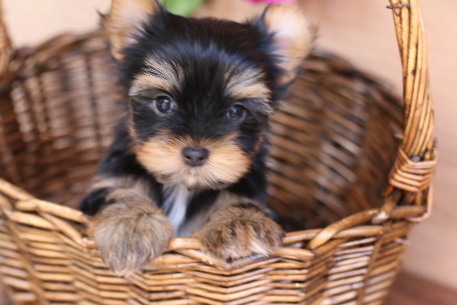 Available San Francisco Yorkie Puppies — Steel (fx) Yorkshire Terriers