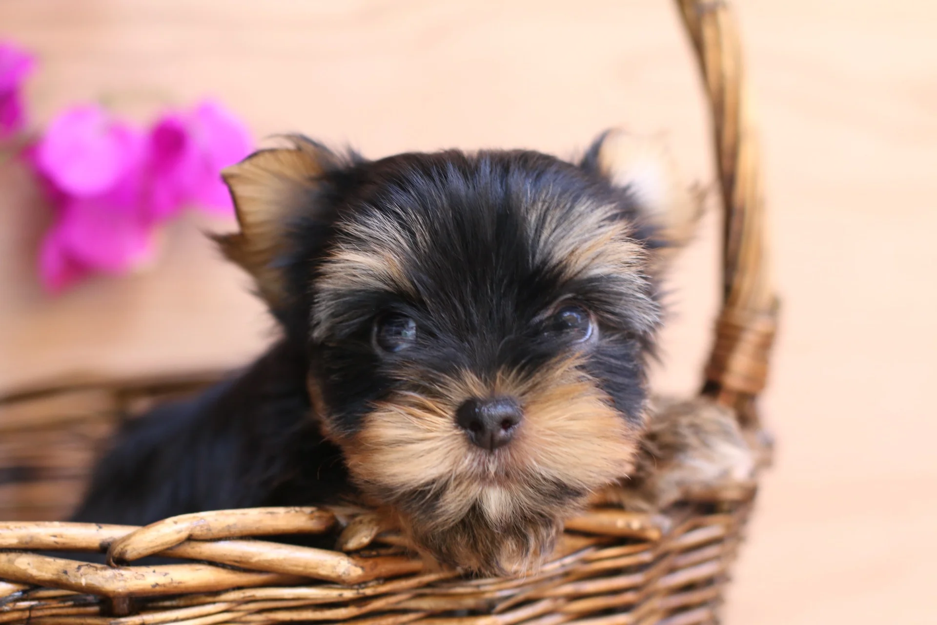 Available San Francisco Yorkie Puppies — Steel (fx) Yorkshire Terriers