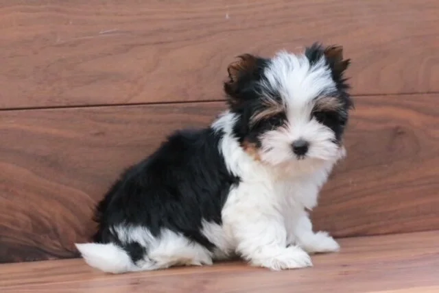 Available San Francisco Yorkie Puppies — Steel (fx) Yorkshire Terriers