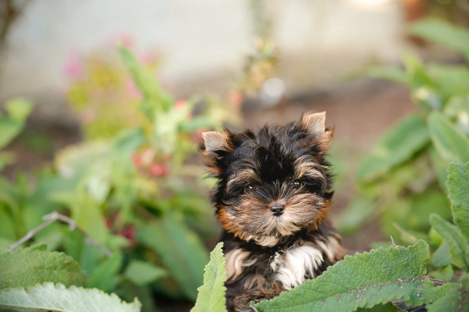 Cute Baby Yorkie Puppies