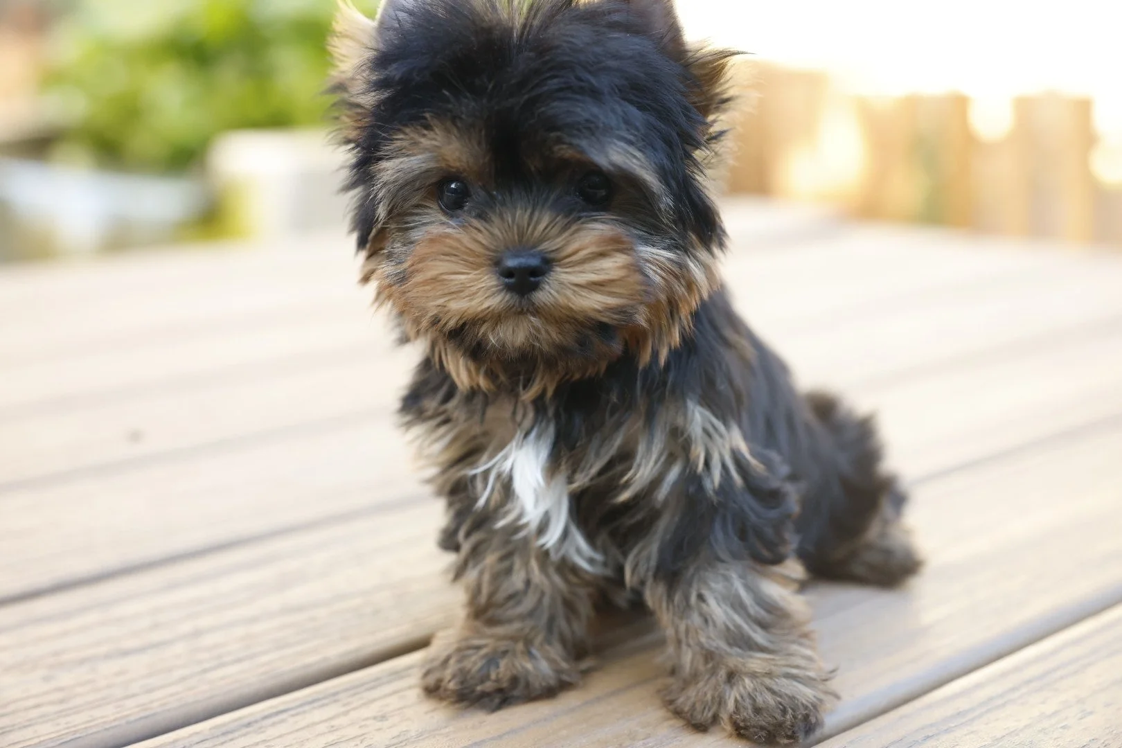 Available San Francisco Yorkie Puppies — Steel (fx) Yorkshire Terriers