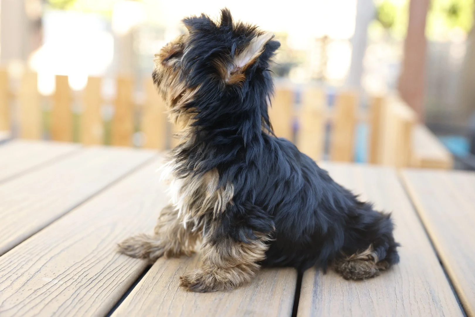 Available San Francisco Yorkie Puppies — Steel (fx) Yorkshire Terriers