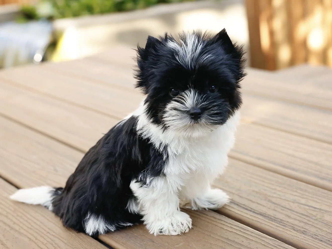 Available San Francisco Yorkie Puppies — Steel (fx) Yorkshire Terriers