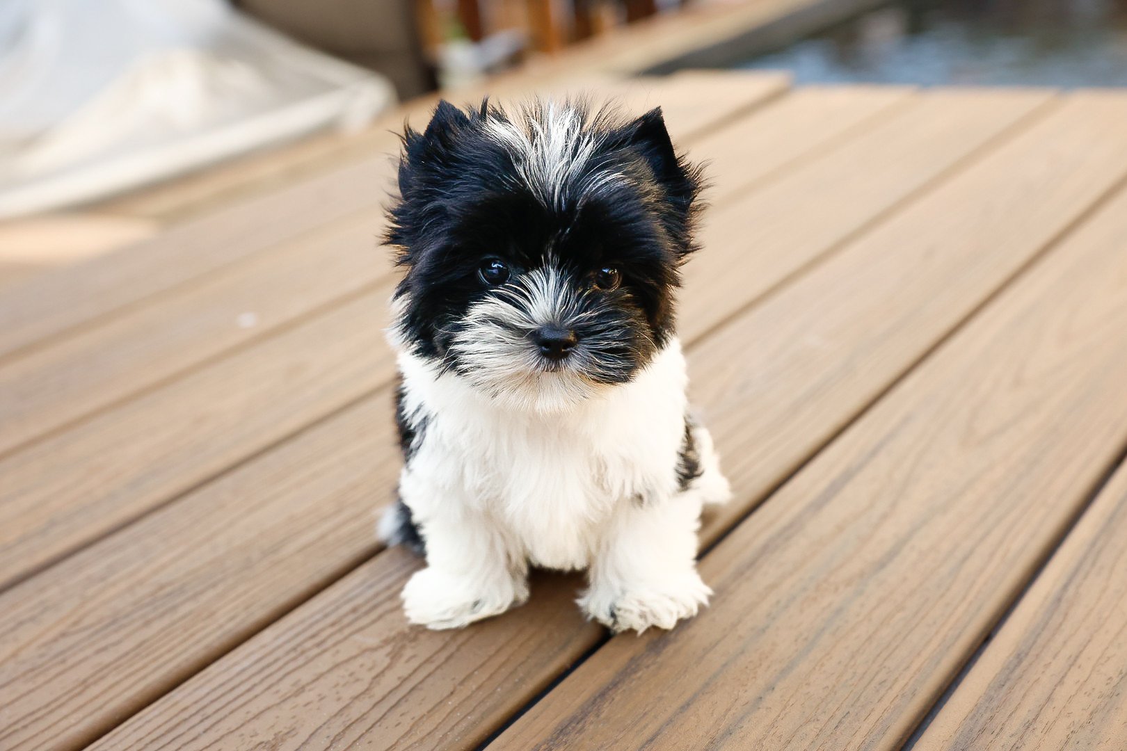 Available San Francisco Yorkie Puppies — Steel (fx) Yorkshire Terriers