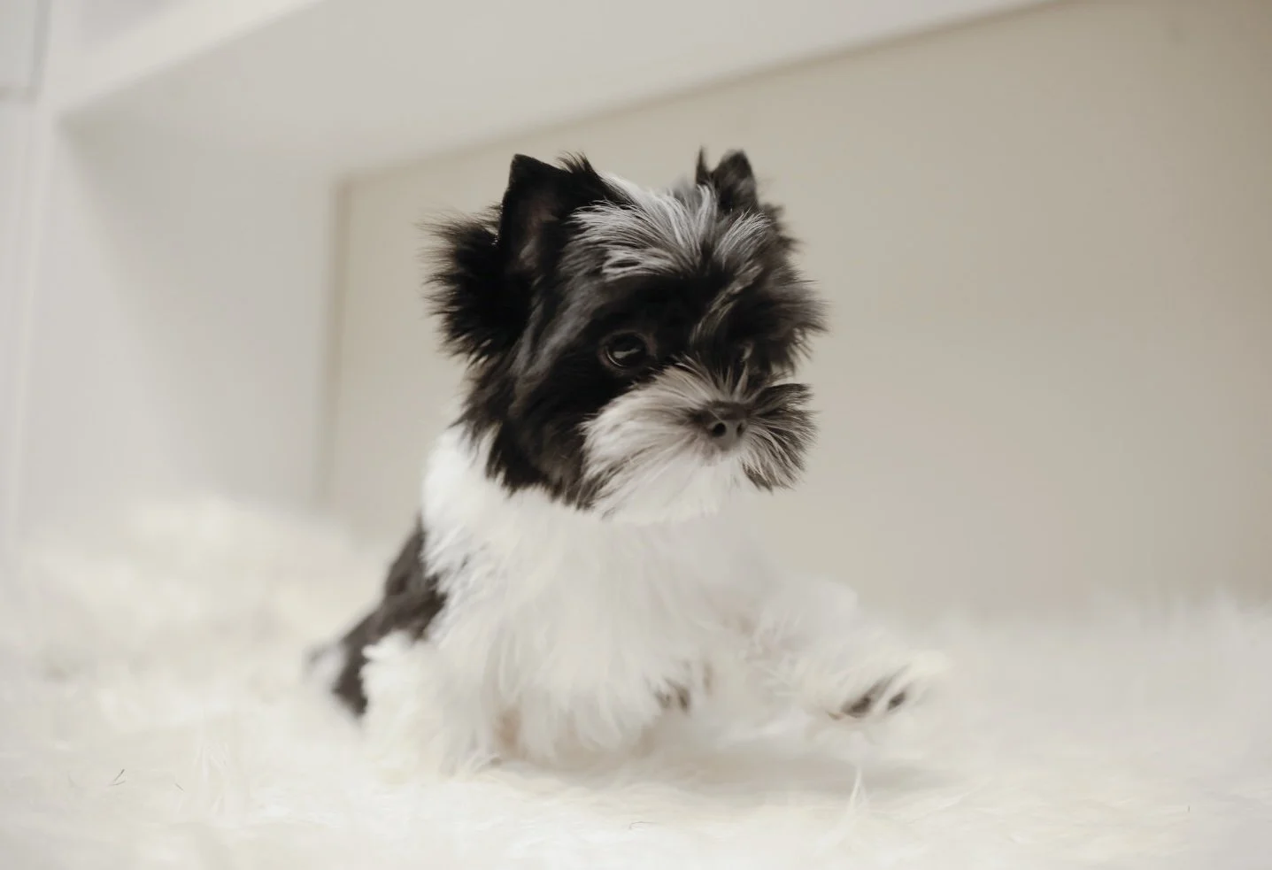 Available San Francisco Yorkie Puppies — Steel (fx) Yorkshire Terriers