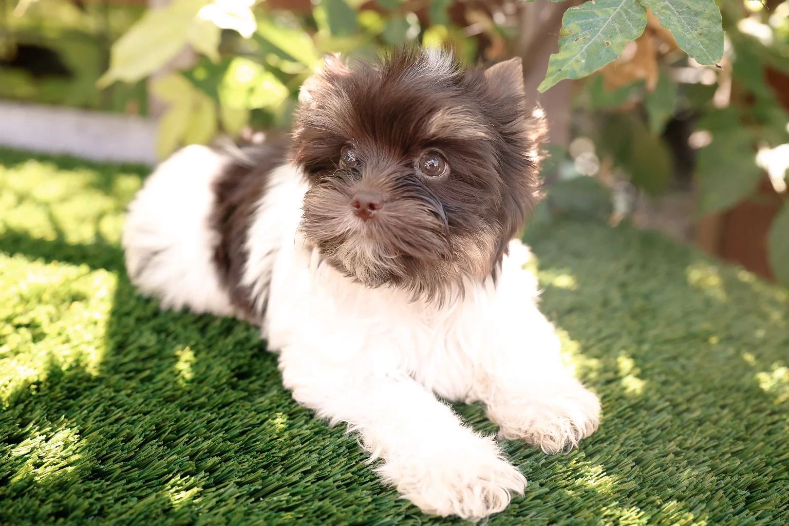Available San Francisco Yorkie Puppies — Steel (fx) Yorkshire Terriers
