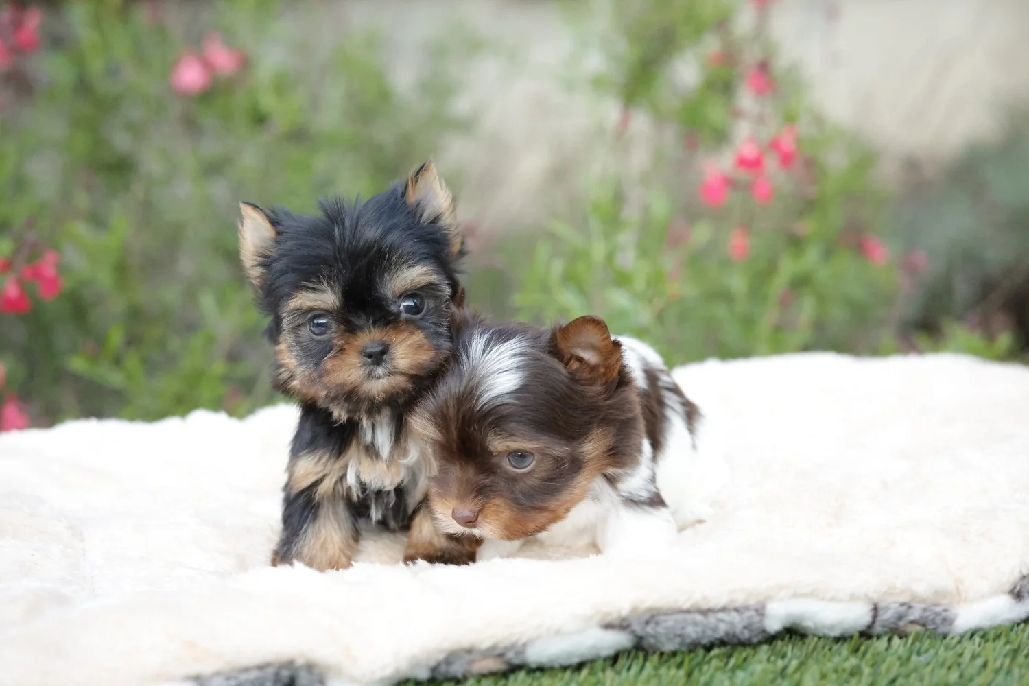 Available San Francisco Yorkie Puppies — Steel (fx) Yorkshire Terriers
