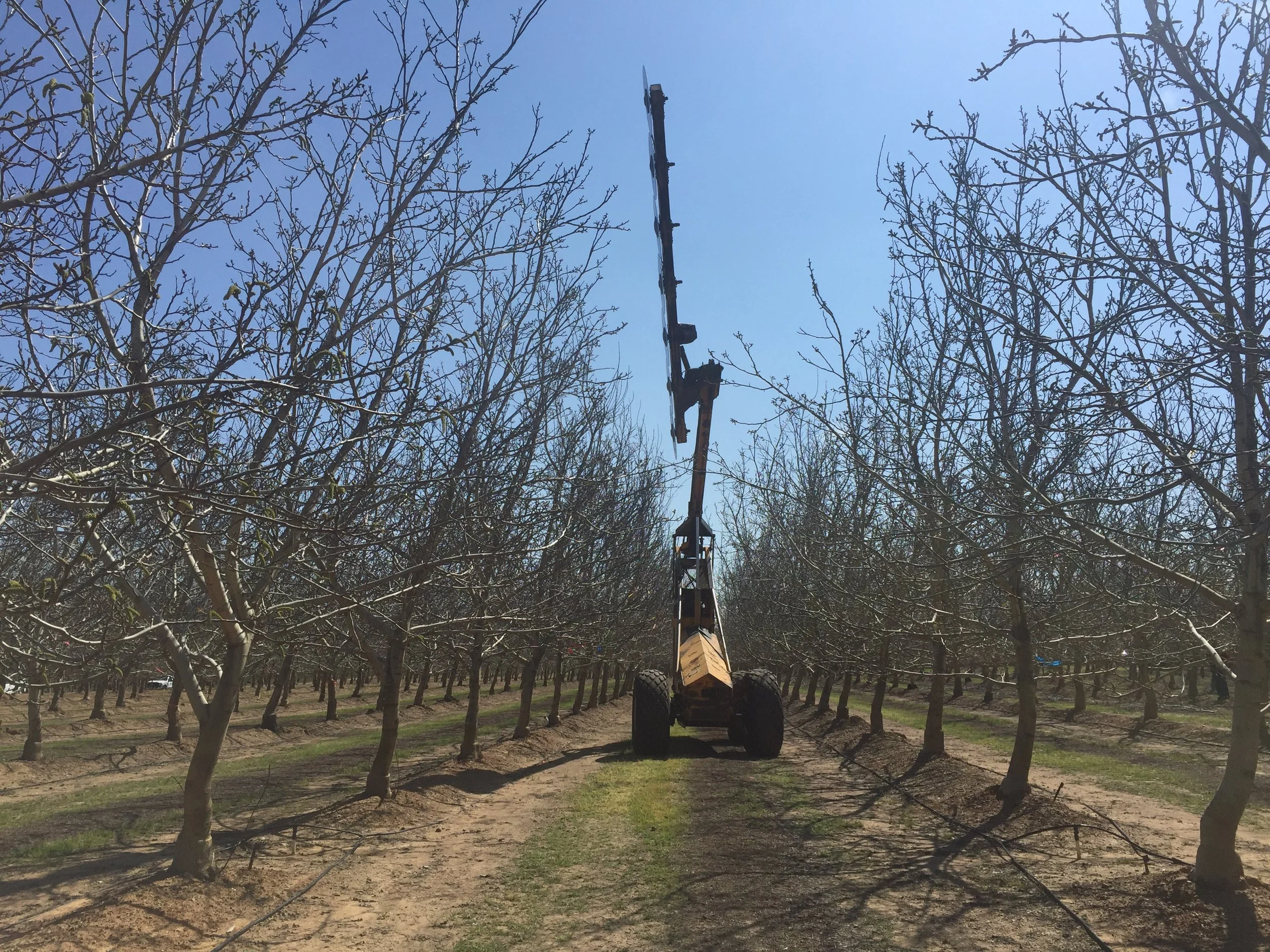 Mechanical Pruning — Erick Nielsen Enterprises, Inc.