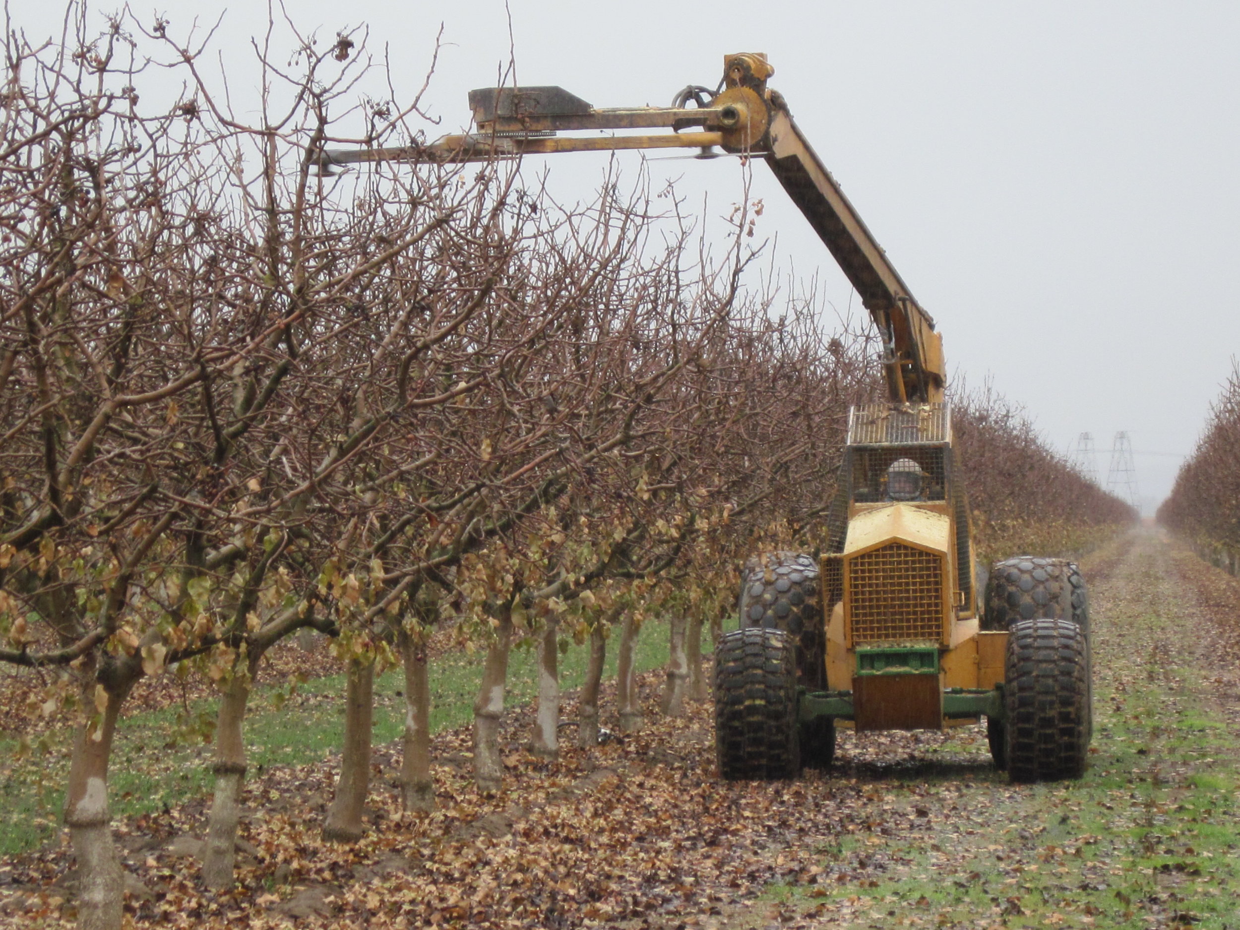 Mechanical Pruning — Erick Nielsen Enterprises, Inc.