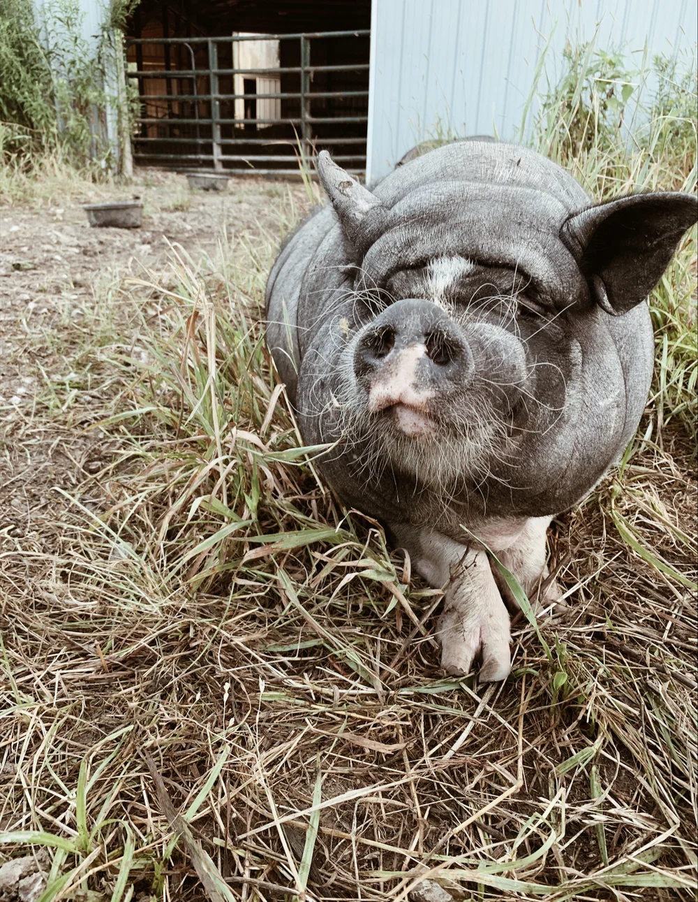 How to help — Oinking Acres Farm Rescue & Sanctuary