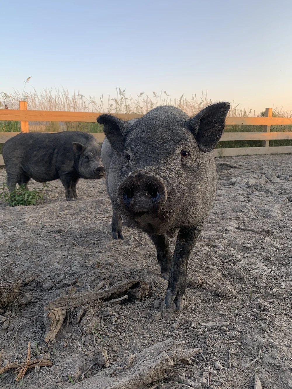 Contact — Oinking Acres Farm Rescue & Sanctuary