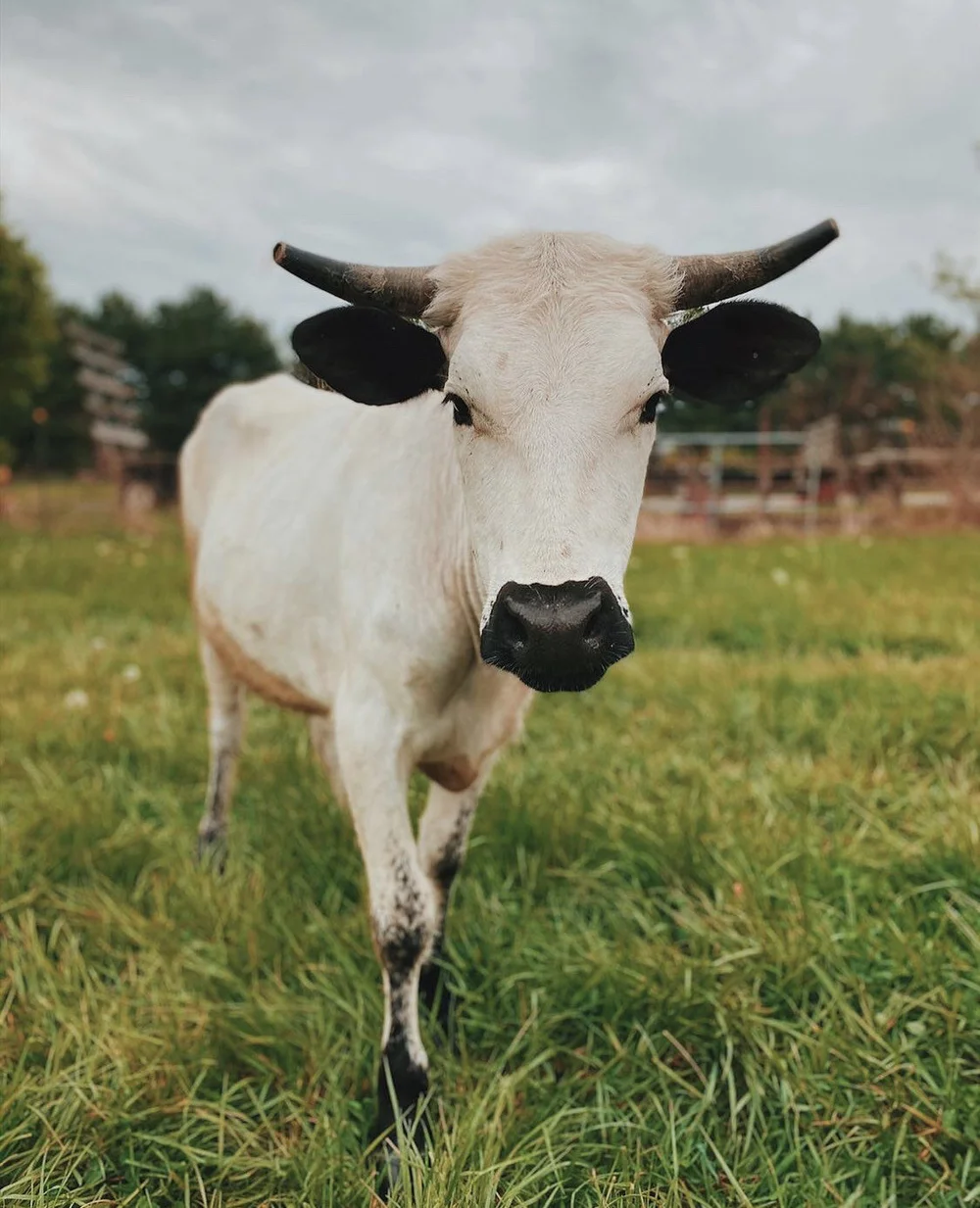 meet the team — Oinking Acres Farm Rescue & Sanctuary