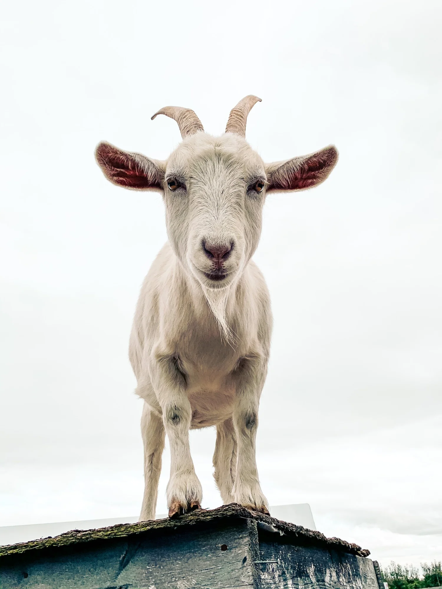Visit — Oinking Acres Farm Rescue & Sanctuary