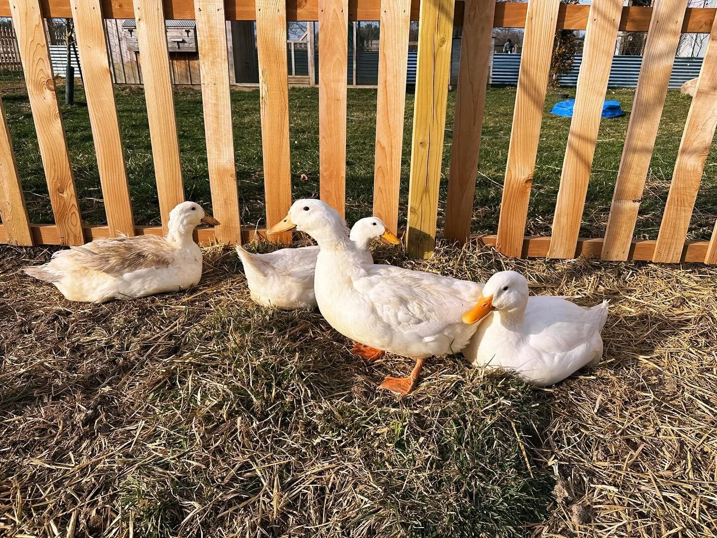 Stay Connected! — Oinking Acres Farm Rescue & Sanctuary