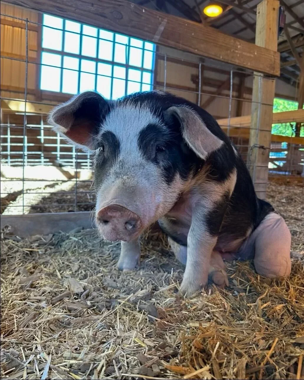 Stay Connected! — Oinking Acres Farm Rescue & Sanctuary