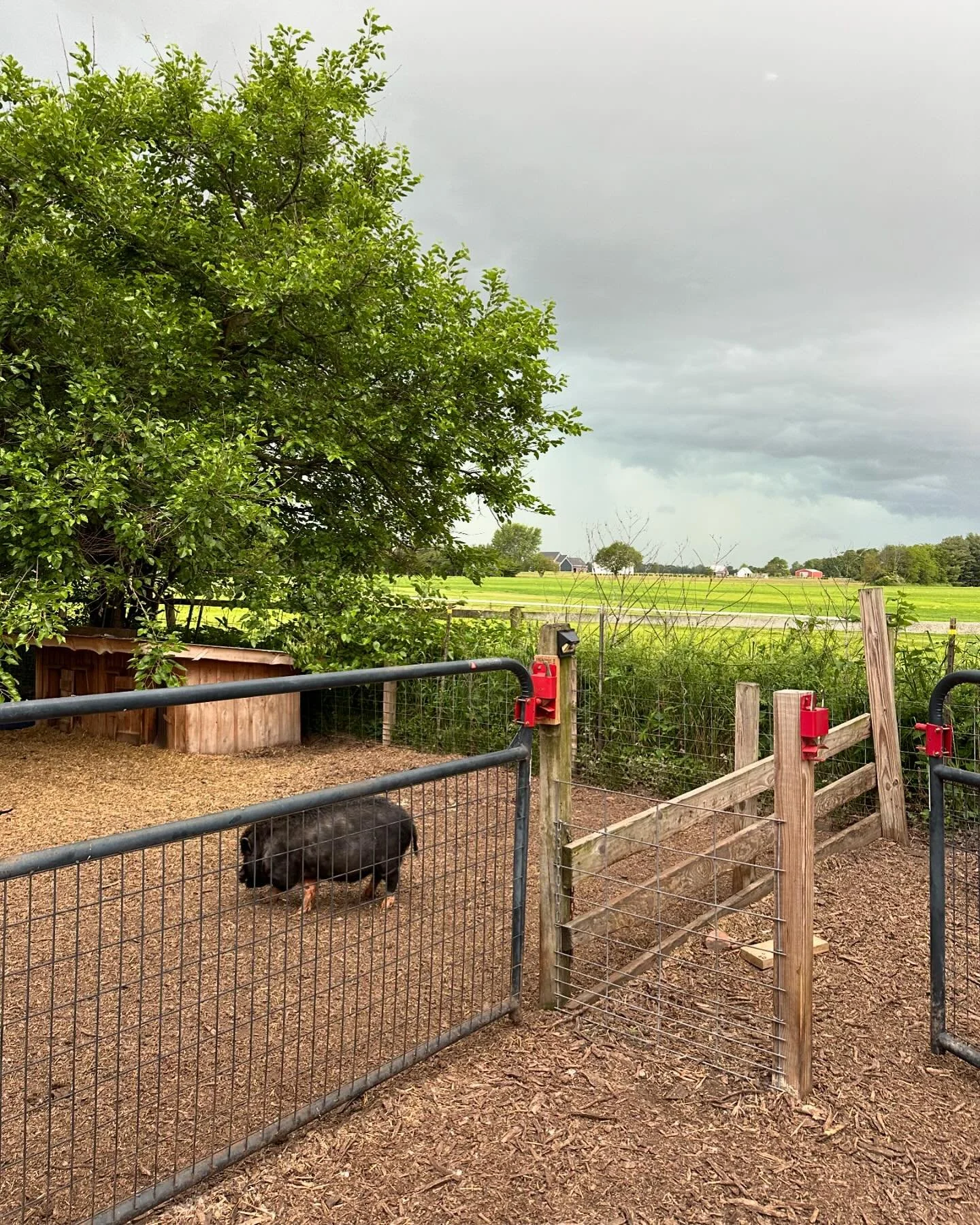 Stay Connected! — Oinking Acres Farm Rescue & Sanctuary