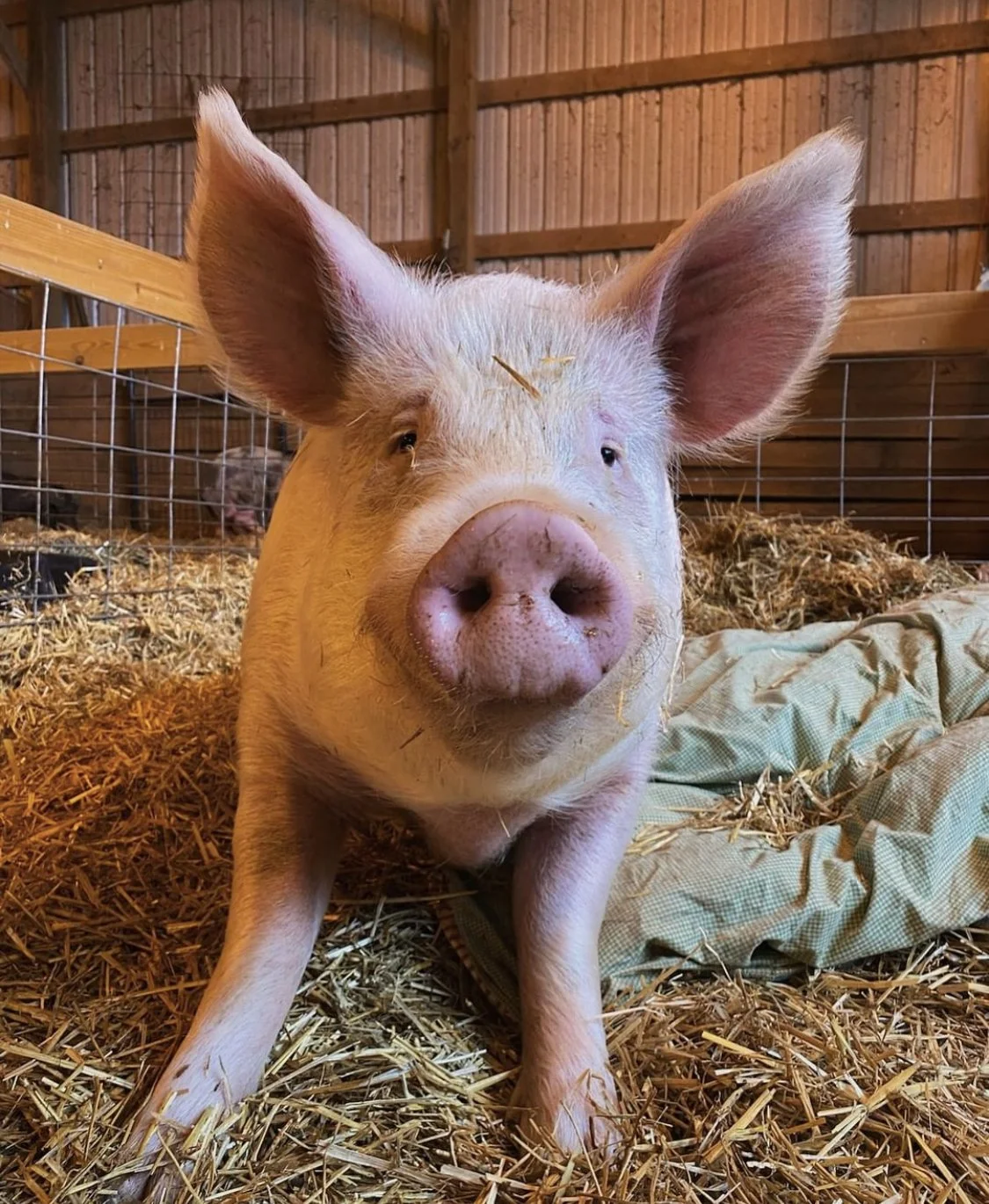 meet the team — Oinking Acres Farm Rescue & Sanctuary