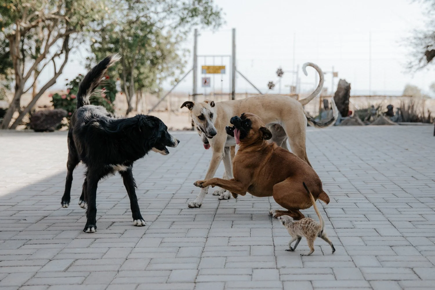 Namibia - Roadtrip durch Namibias Süden — BERG ZU MEER
