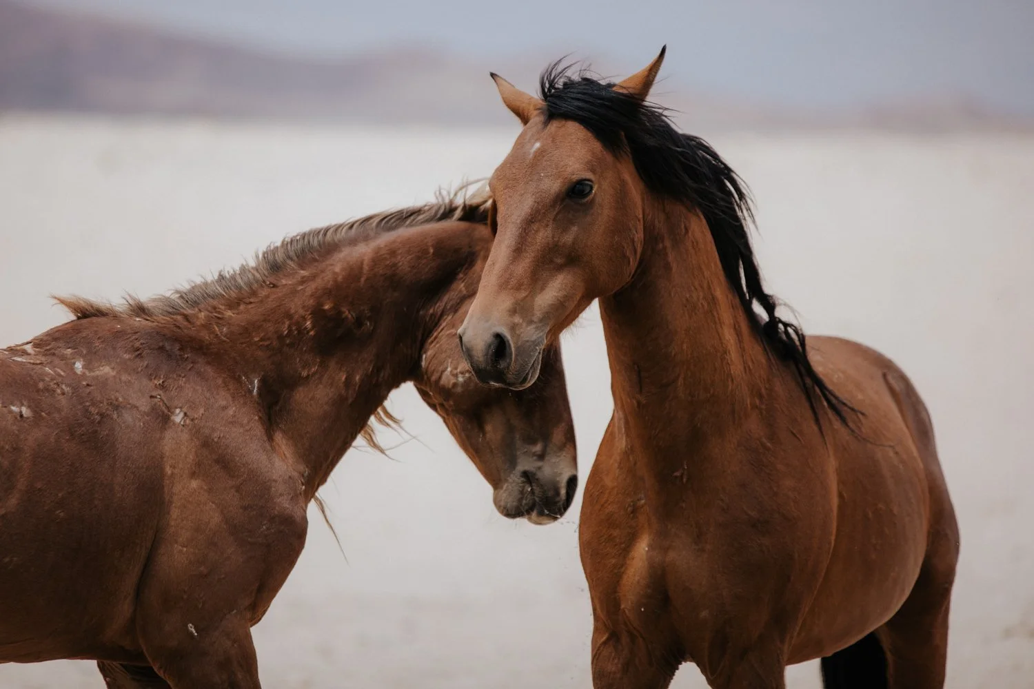 Namibia - Roadtrip durch Namibias Süden — BERG ZU MEER