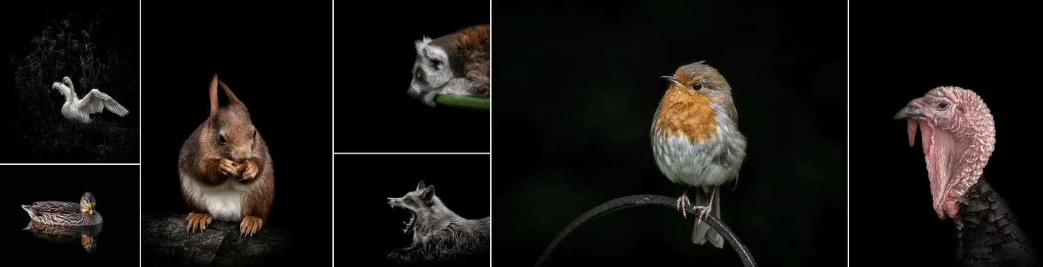 Photography Competitions | How to Win and What makes a Winning Image ...