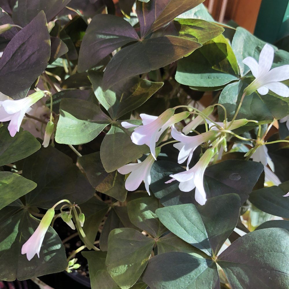 Shamrock or Clover: What's the Difference? — Garden sPOTS