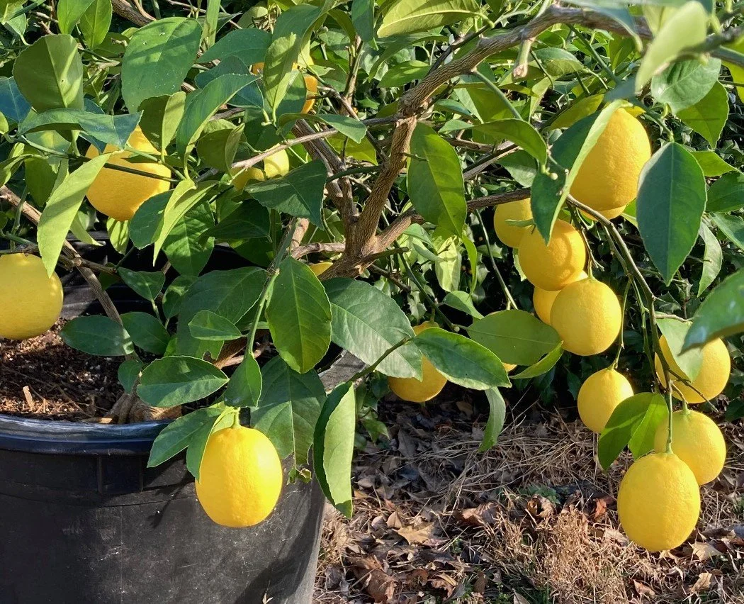 Meyer Lemon in a Planter! — Garden sPOTS