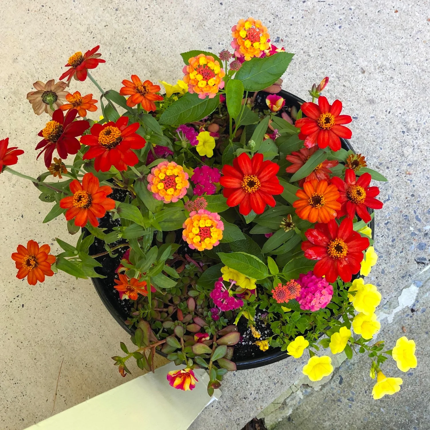 Inspiring container gardens, gorgeous planters for colorful outdoor ...