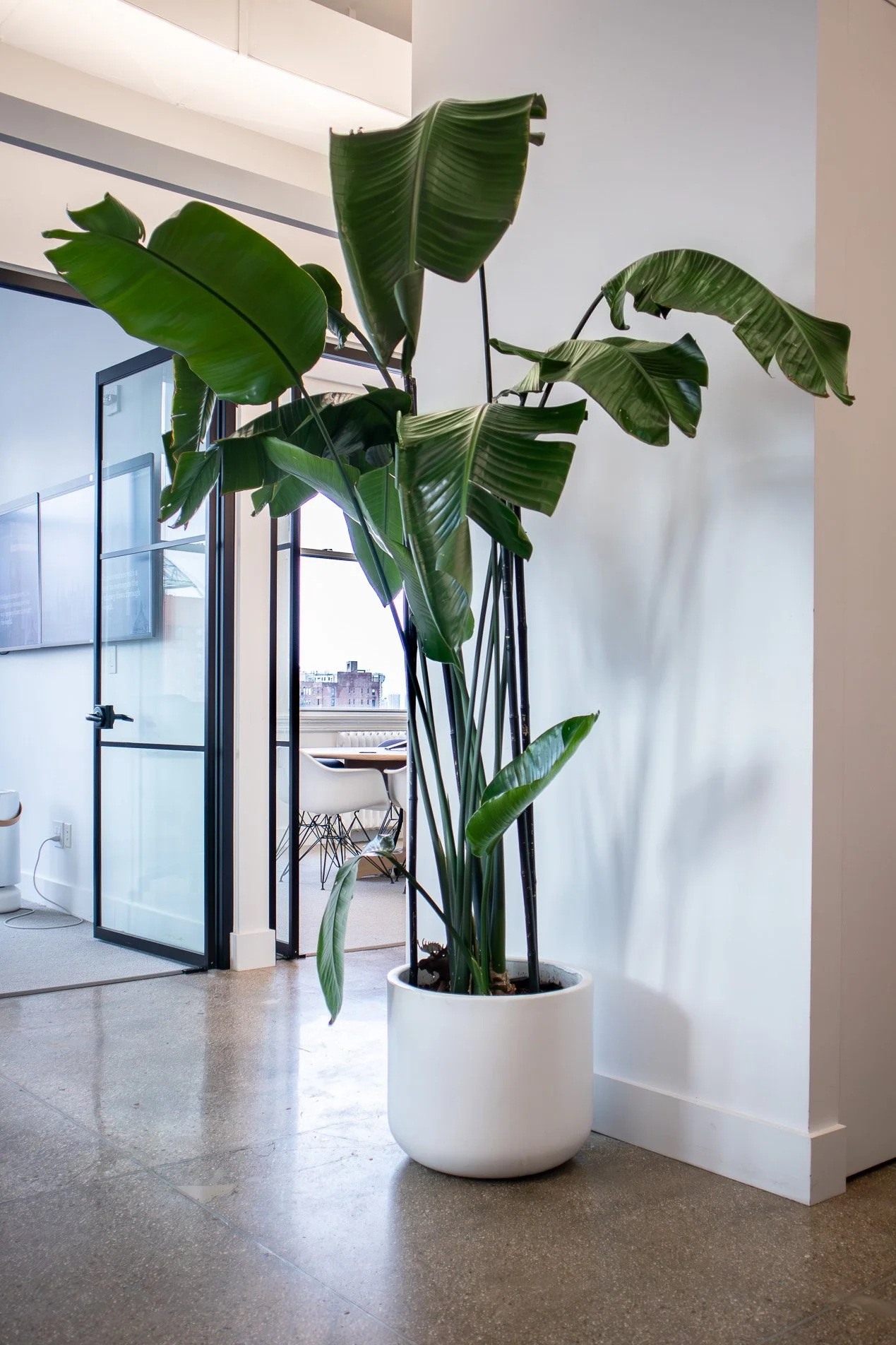 Union Square Office — Blue Dahlia