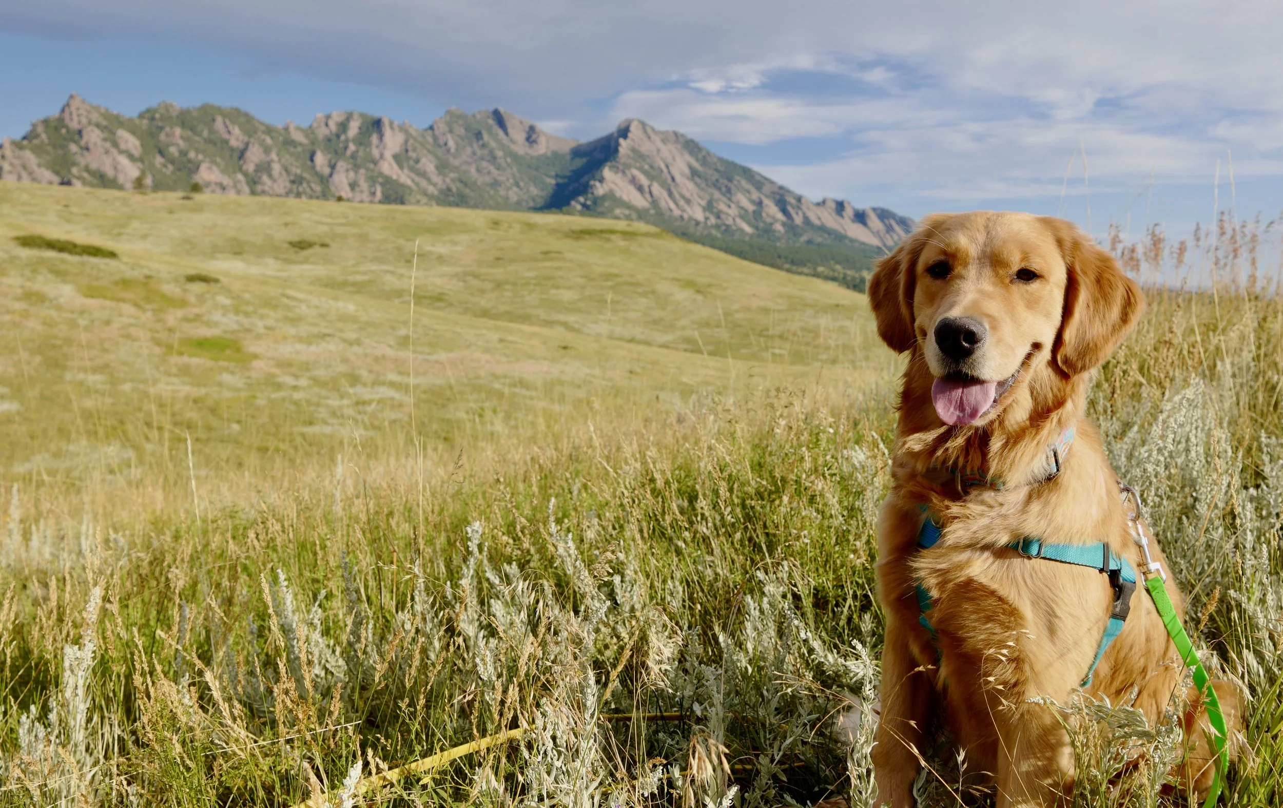 The Good Dog Project