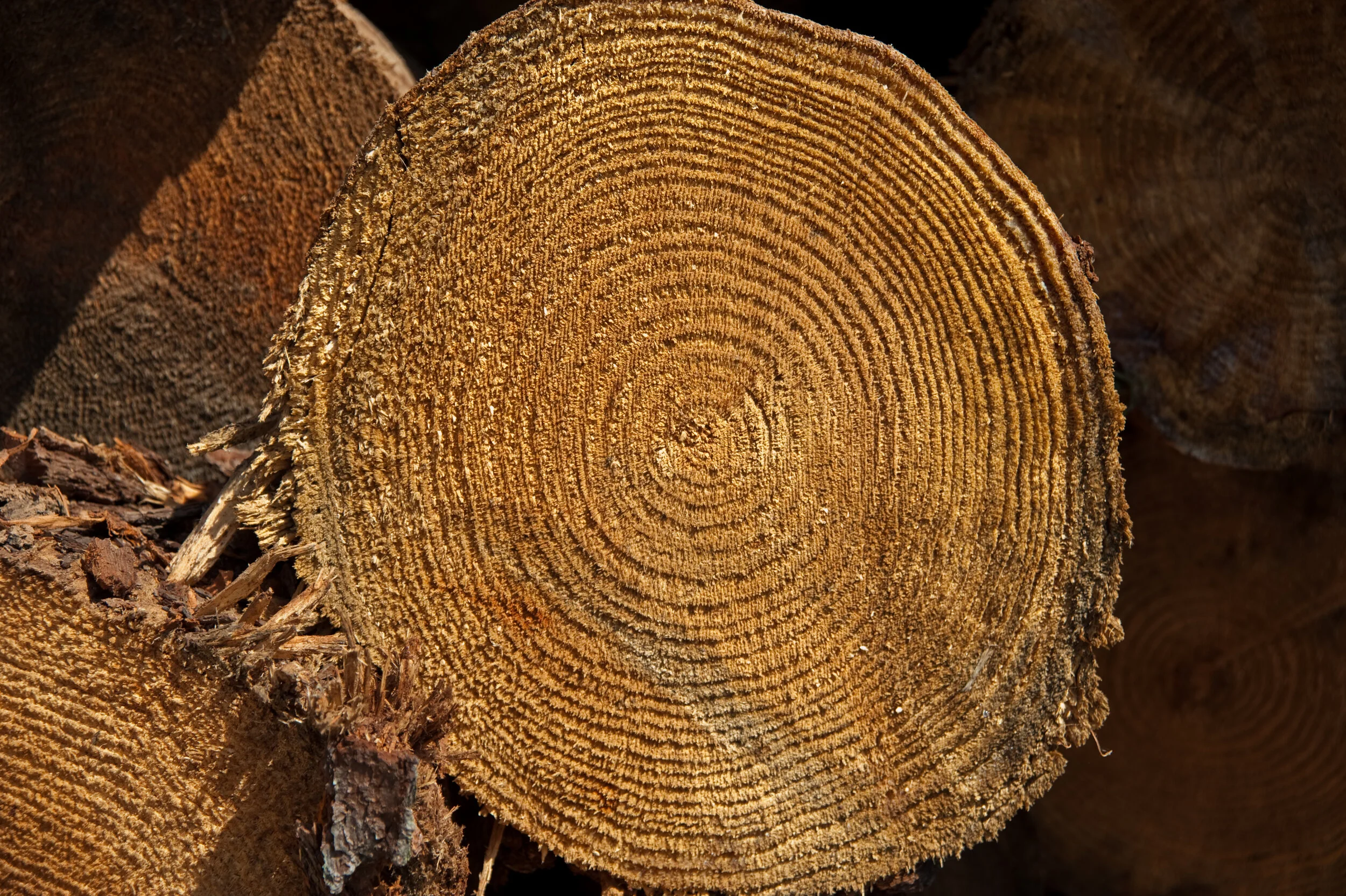 News — R.A. Yancey Lumber Corp