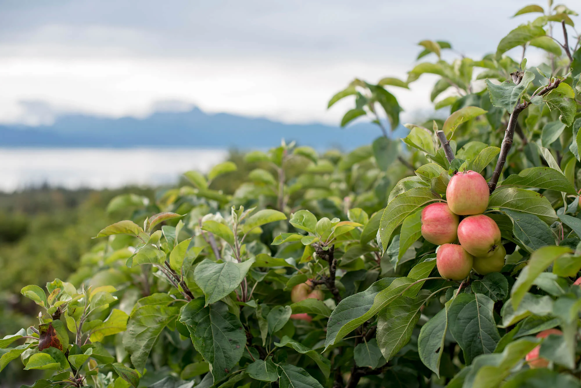 Our Wine — Glacier Bear Winery
